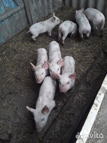 Поросенок ландрас