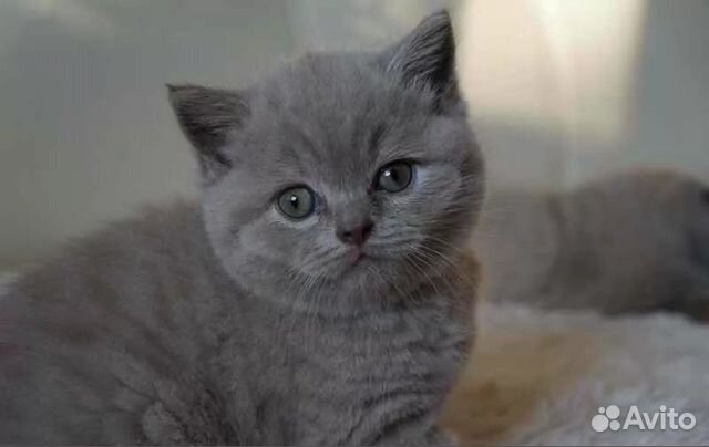 Породистые котята