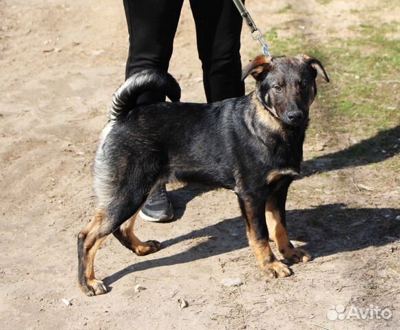 Супер щенок