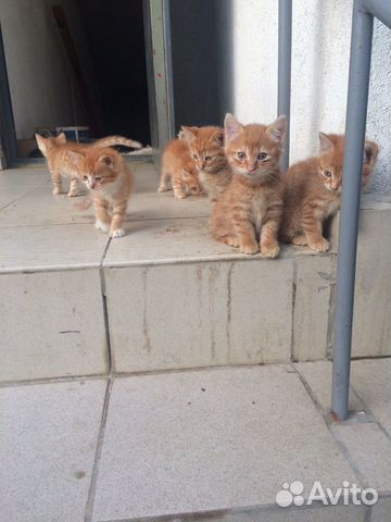 Котята