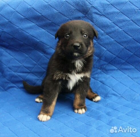Шани-щенок,возр. 1 мес в дар