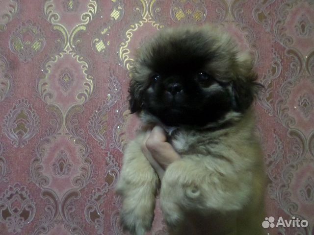 Мальчик пекинес