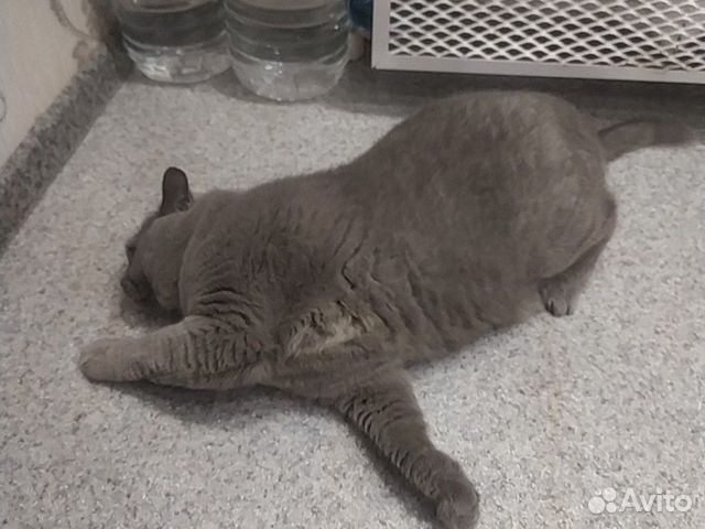 Кот Британец голубой ищет дом