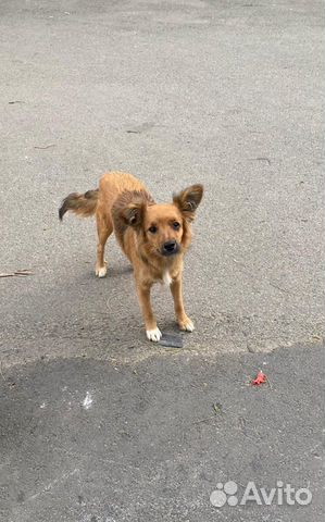 Ищет дом мелкая Собачка Жужа