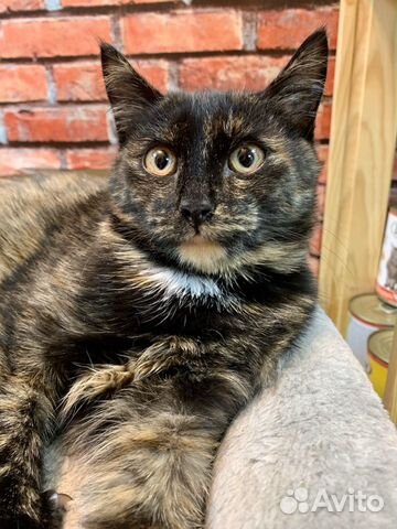 Котёнок Шелли 6 мес