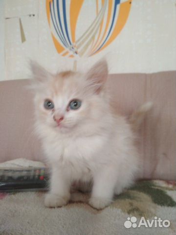 Котик