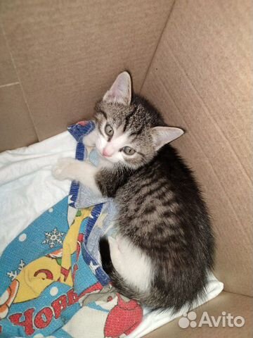 Котенок