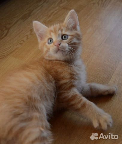 Солнечный рыжий котёнок Макс 2 месяца в добрые рук