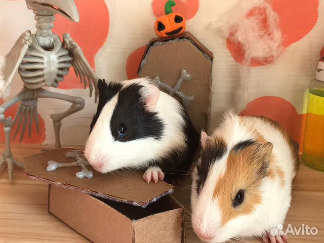 Малыши морских свинок