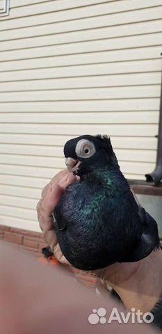 Голуби Турманы, Павлины и Статные