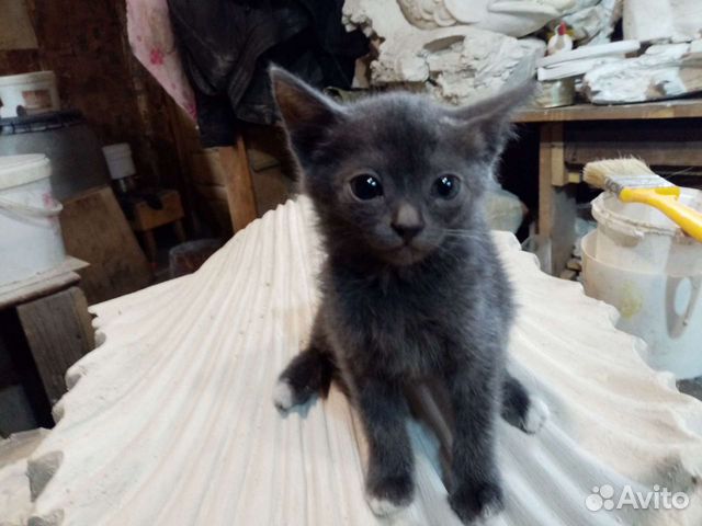 Русская голубая