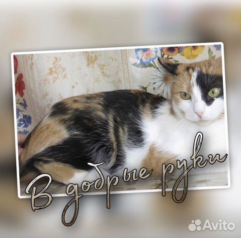 Кира в поисках дома