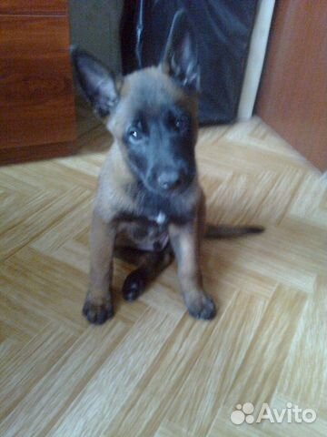 Щенок малинуа