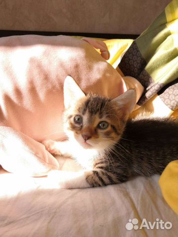 Котенок-девочка 1.5 месяца