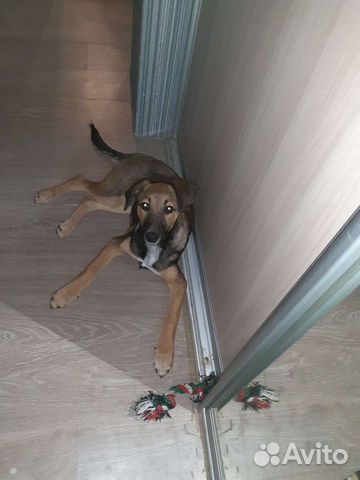 Очаровашка ищет дом