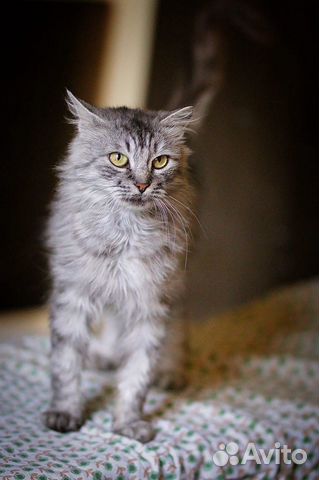 Кошечка Триша в добрые руки