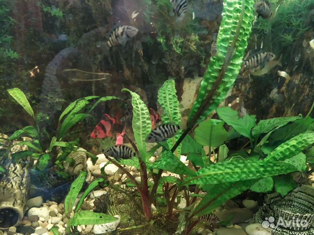 Рыбки полосатики