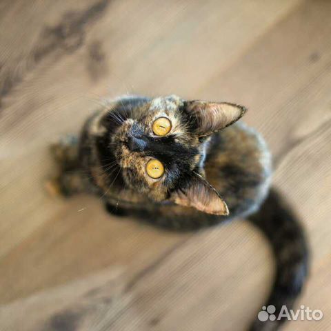 Кошка для доброй бабушки