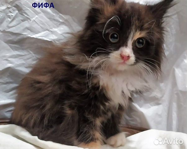 Котята в добрые ручки