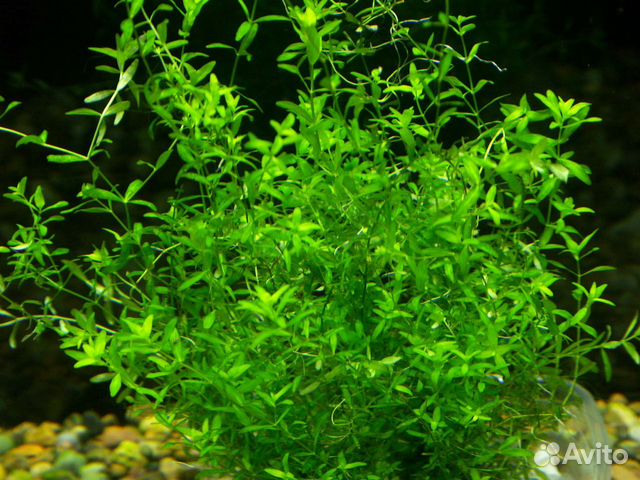 Хемиантус микрамонтеидес (Hemianthus)