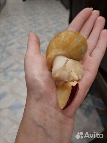 Улитка