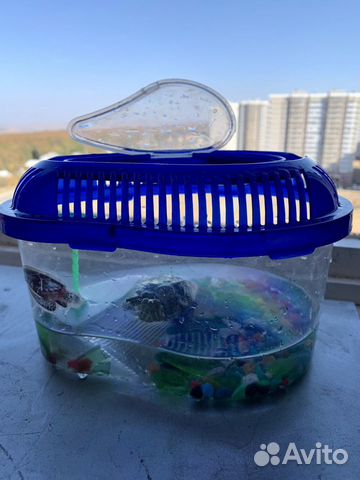 Черепаха с домиком