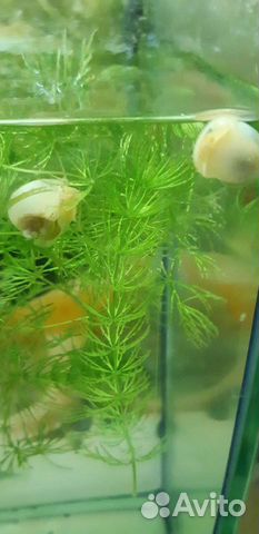 Улитки ампулярии