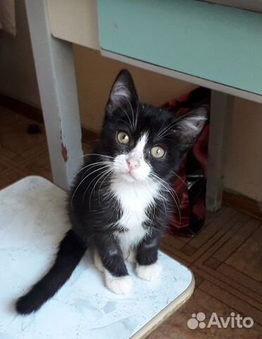 Очень ласковая киска,2,5 мес