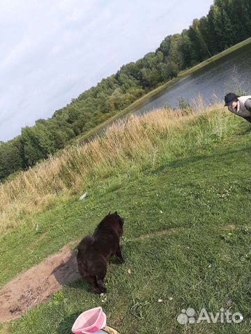 Чау чау Смуф