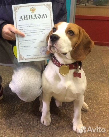 Вязка Бигль. Ms. Бигльсон ищет биглюшу