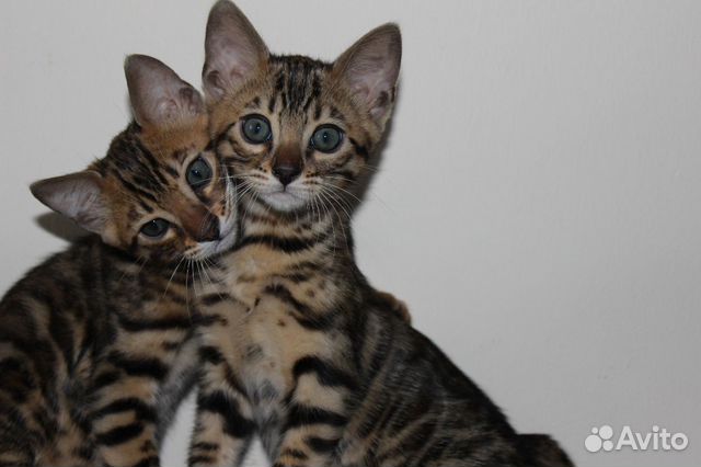 Бенгальские котята