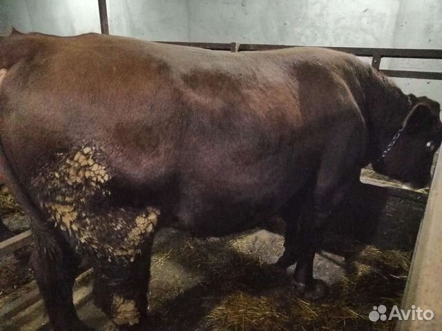 Бык Абердин