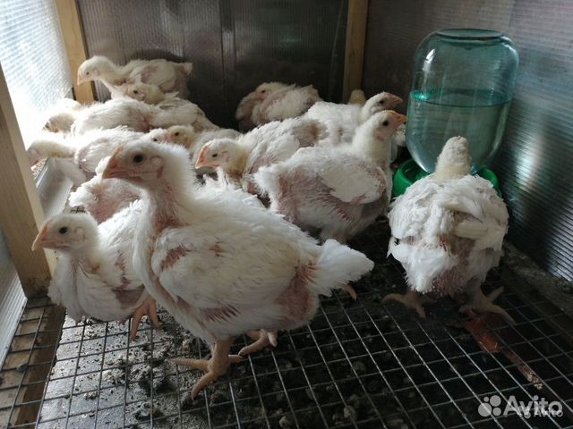 Цыплята бройлеры 1 мес