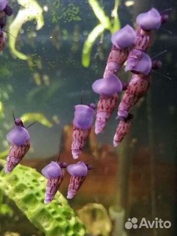 Улитки Мелании