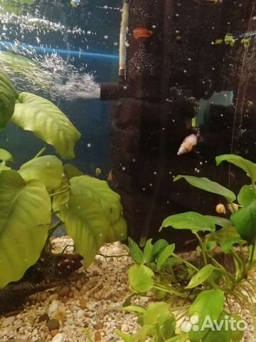 Улитки мелании