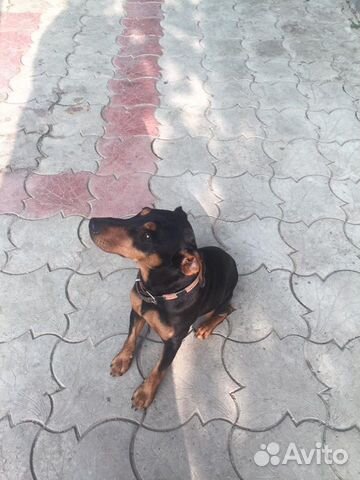 Вязка ягдтерер