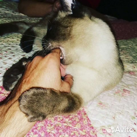 Сиамец ищет невестку
