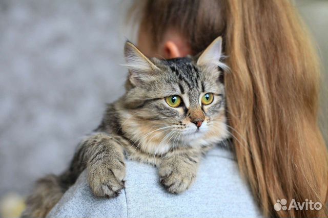 Камышовый котенок