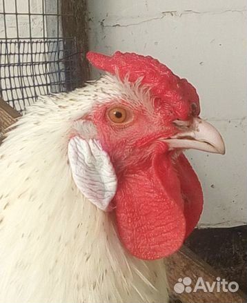 Петухи Пушкинской породы