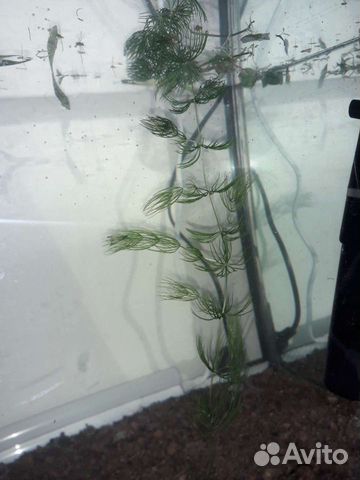 Водоросли и рыбки гуппи