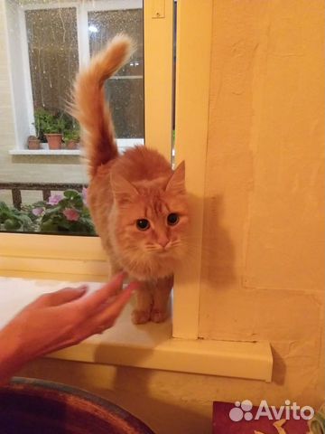 Кошка в добрые руки