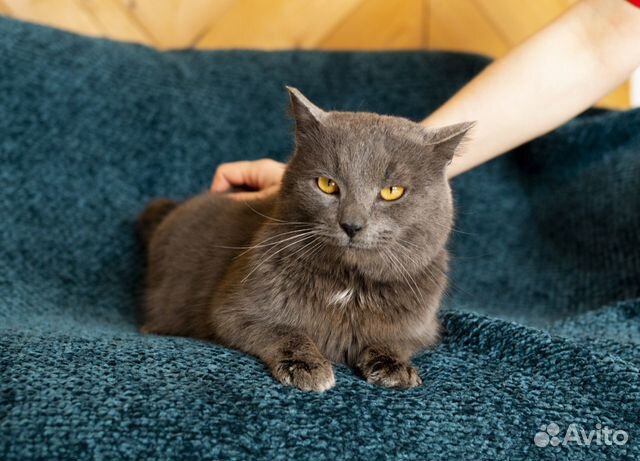 Кот в добрые руки