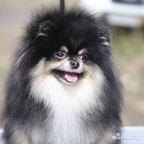 Шпиц с РКФ вязка