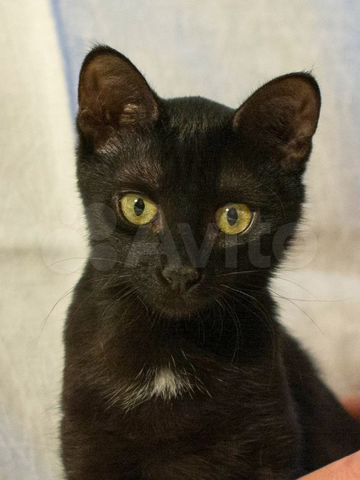 Глазастая, молодая, чёрная кошка Тучка в дар