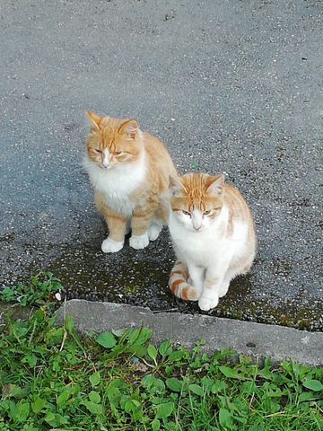 Кошка