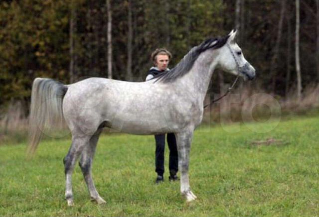 Серый жеребец арабской породы