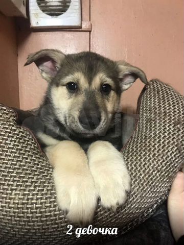 Щенки, совсем малютки, в добрые руки