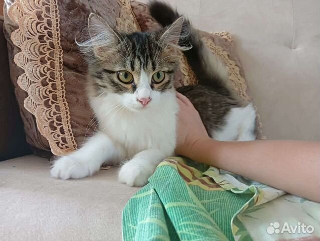 Отдам котёнка