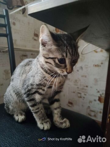 Кот Томас