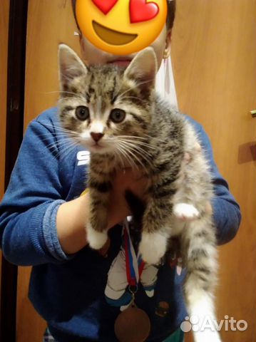 Котенок-мальчик,2 месяца